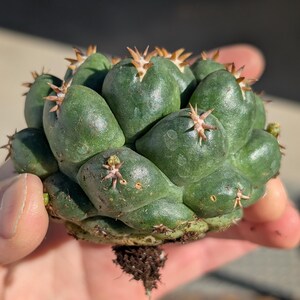 Coryphantha Elephantidens Beehive Cactus "elephant Tooth Cactus ...