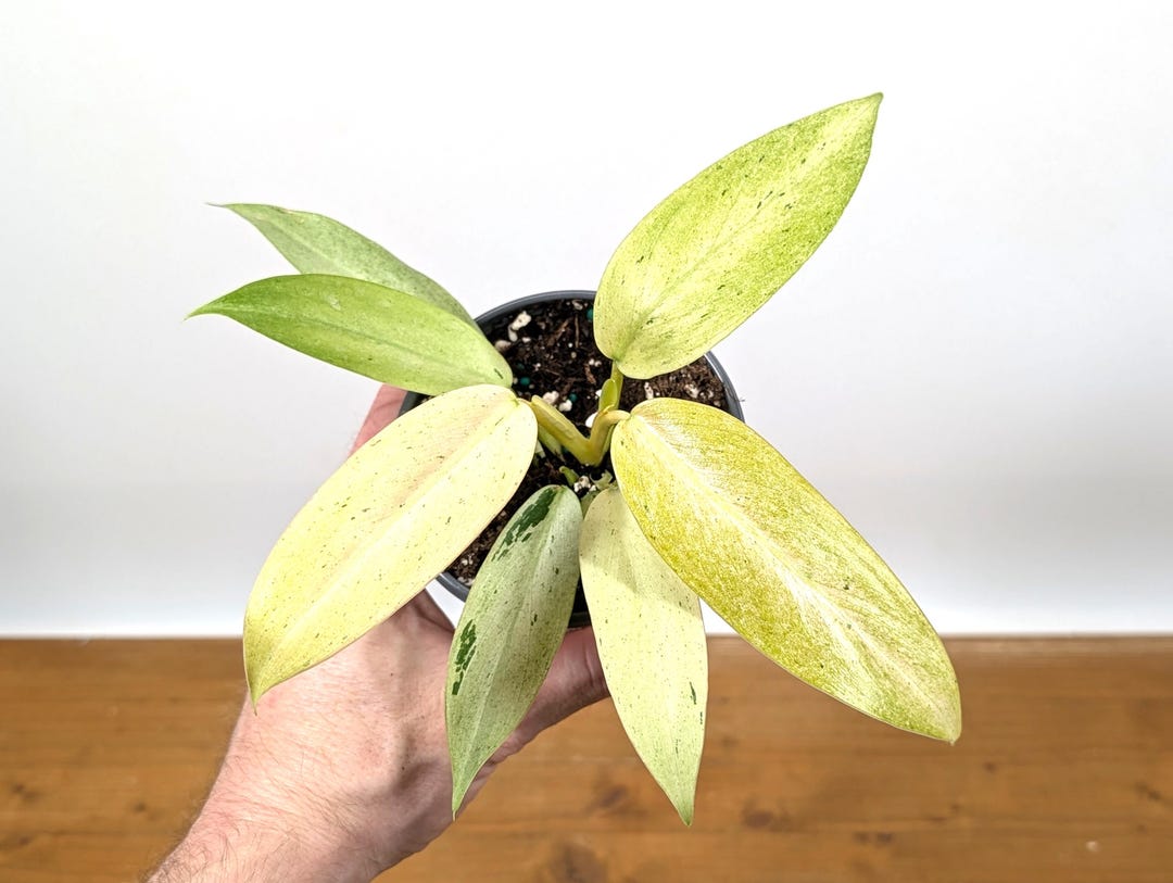 Philodendron Whipple Way Exact Plant - 4 Inch Pots - Etsy