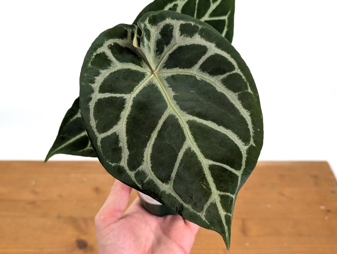 Anthurium Forgetii X Silver Blush - Assorted 4" Pots - Etsy