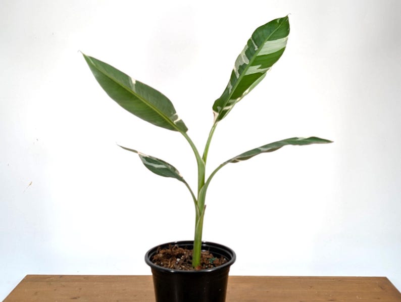 Musa Florida Variegated Banana - USA SELLER - Over 1,000 Sold - Etsy