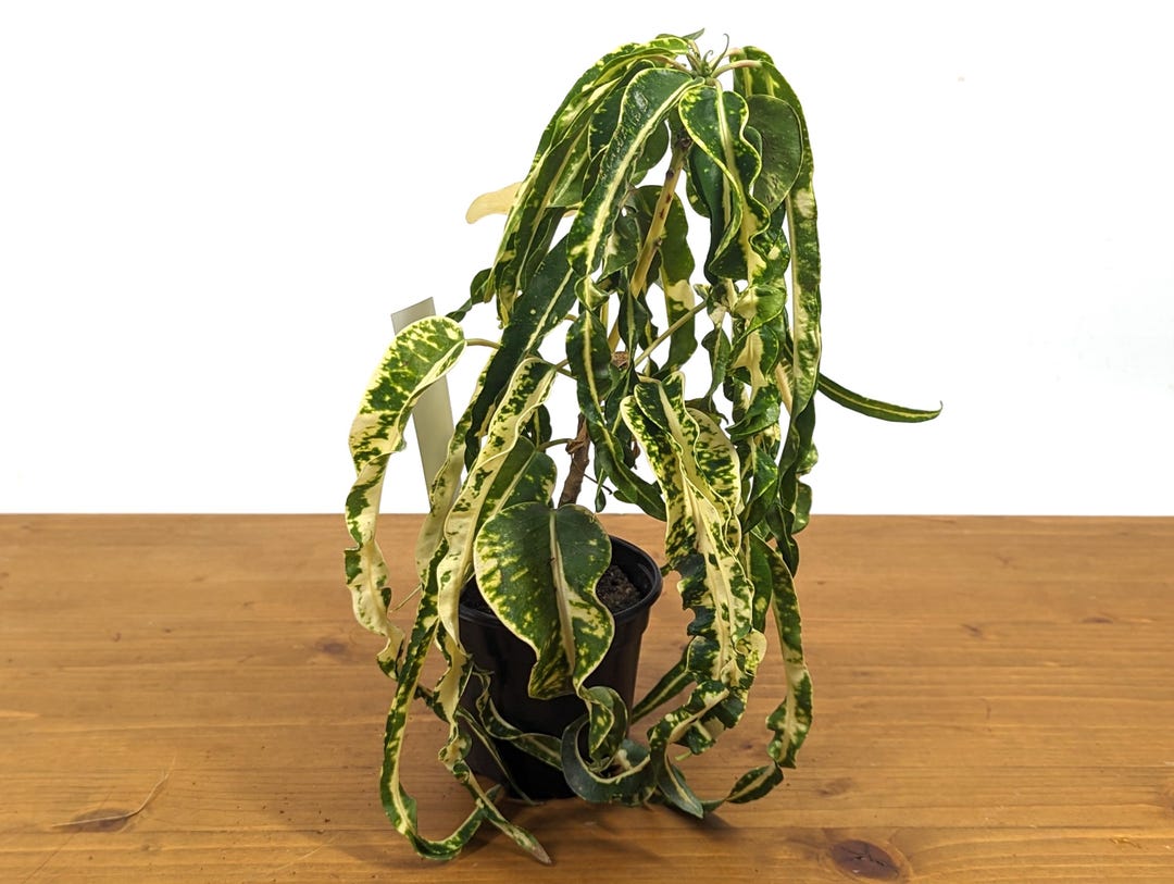 Croton Yellow Corkscrew Live Plant in 4 Inch Pot - Etsy