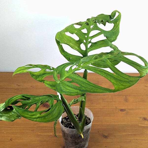Monstera Esqueleto - Etsy
