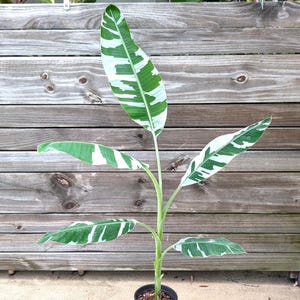 Variegated Banana Musa Florida - Grows Edible Fruit - Variegated ...