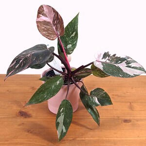 Rare Philodendron Pink Princess Marble Galaxy - Assorted 4 Inch Pots ...