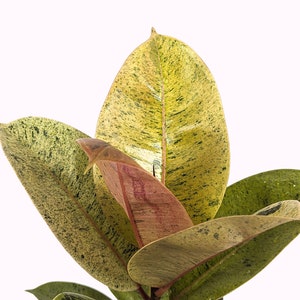 Ficus Shivereana Moonshine Rubber Tree Live Rare House Plant Indoors - Etsy