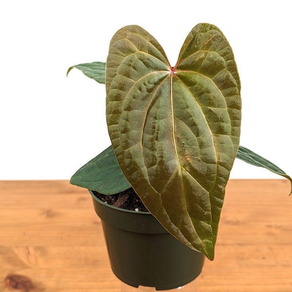 Anthurium Lux X - Etsy