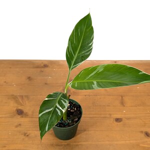 Variegated Musa Florida Banana Tree - Rare Exotic Tropical Indoor ...