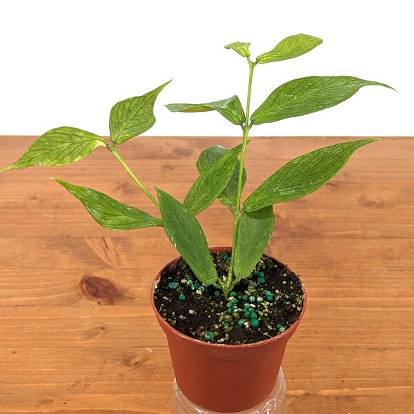 Fishtail Hoya - Etsy