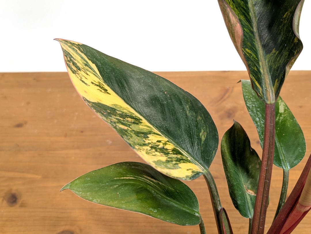 Variegated Philodendron Yellow Congo - High Color EXACT PLANT - #12B - Etsy