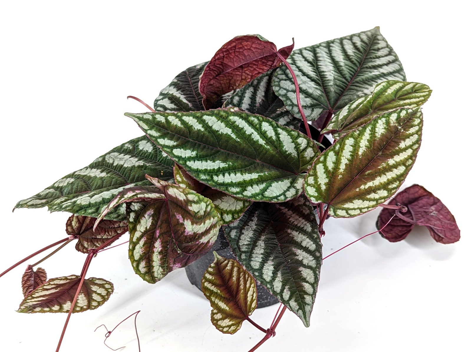 Cissus Discolor Javana Climbing Rex Bogonia - Etsy