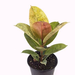 Ficus Shivereana Moonshine Rubber Tree Live Rare House Plant Indoors - Etsy