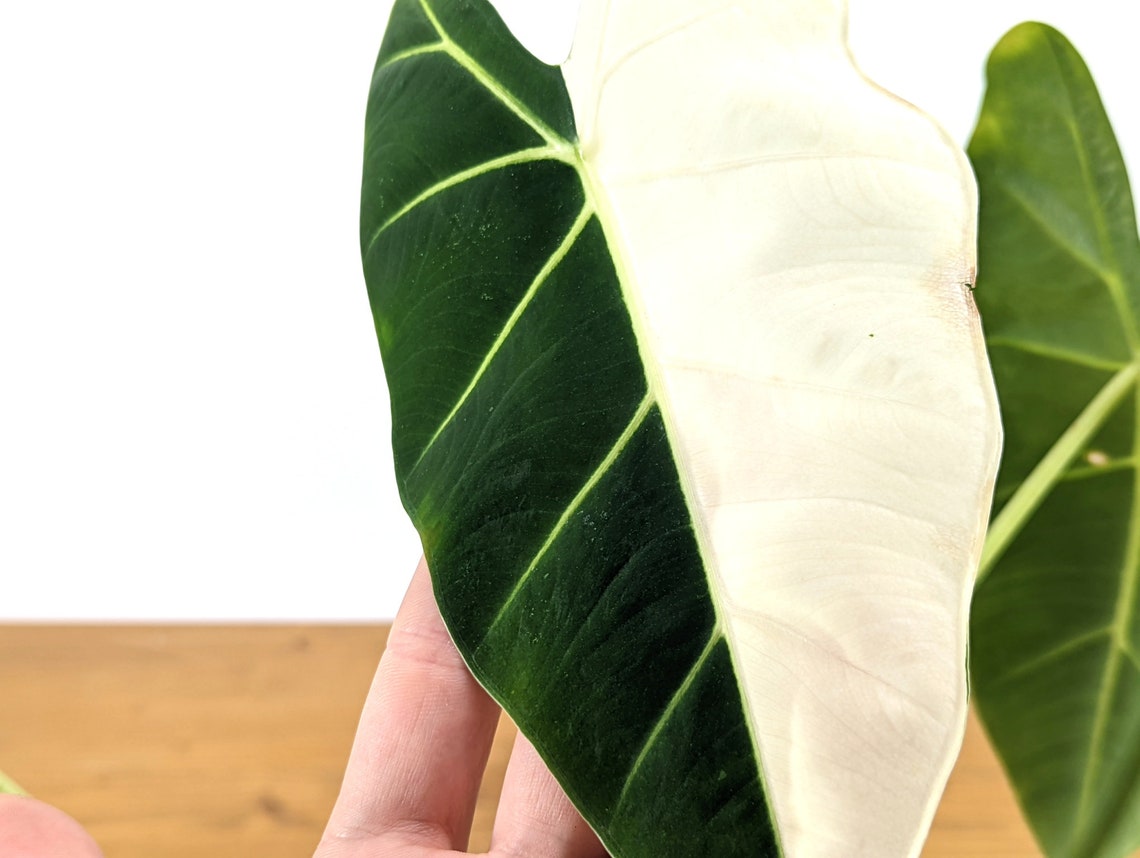Variegated Half Moon Alocasia Frydek Micholitziana Variegata - Etsy