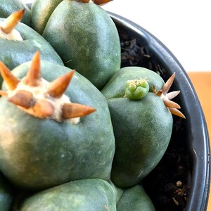 Coryphantha Elephantidens Beehive Cactus "elephant Tooth Cactus ...
