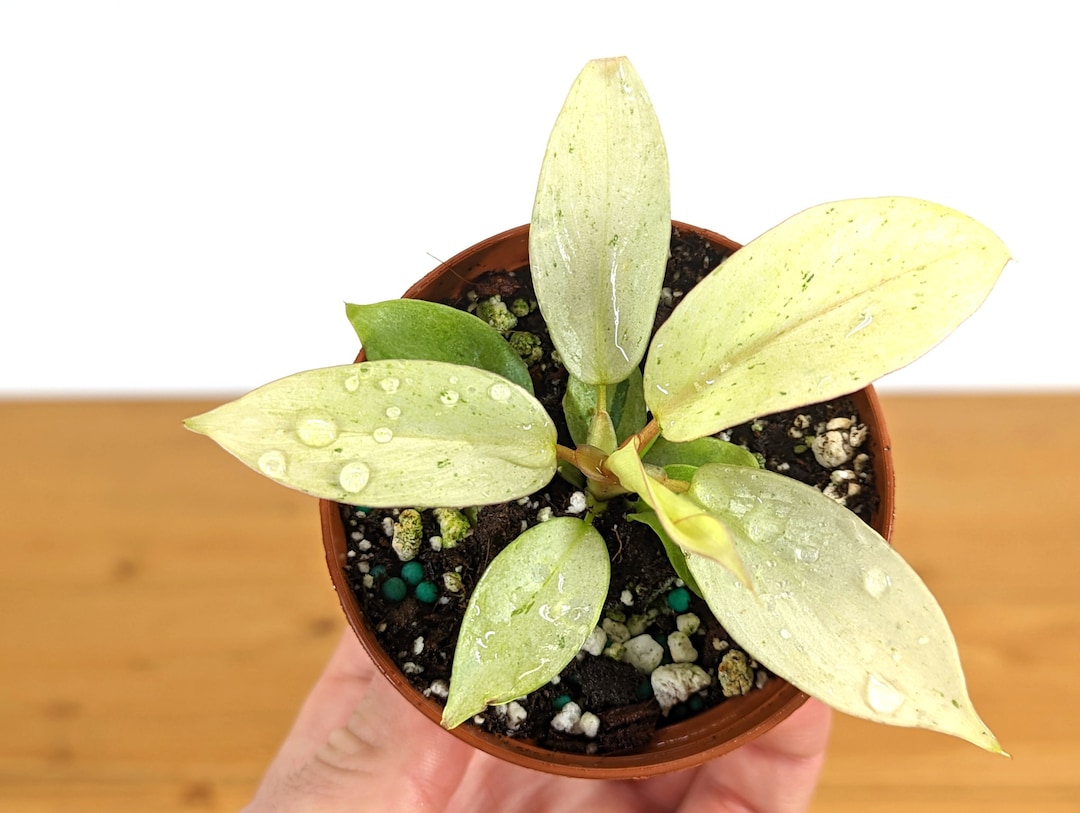 Philodendron Snowdrift Snow Drift 3 Inch Pot - Etsy