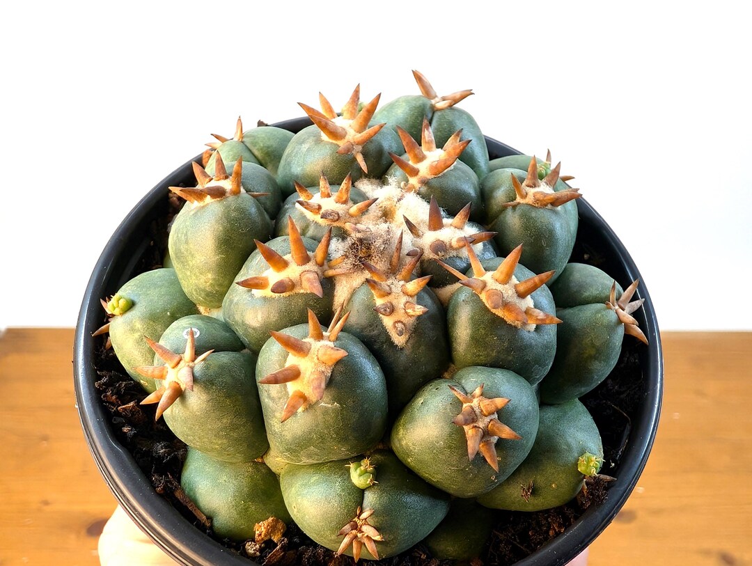 Coryphantha Elephantidens Beehive Cactus "elephant Tooth Cactus ...