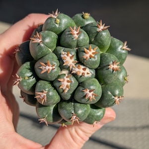 Coryphantha Elephantidens Beehive Cactus "elephant Tooth Cactus ...
