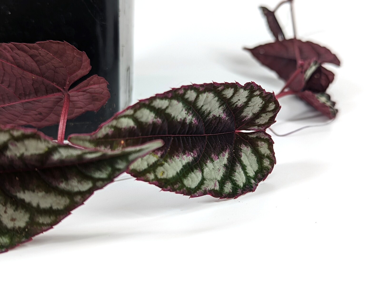 Cissus Discolor Javana climbing Rex Bogonia 2 - Etsy