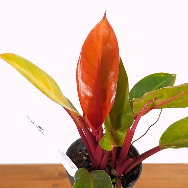 Prince of Orange Philodendron - Etsy