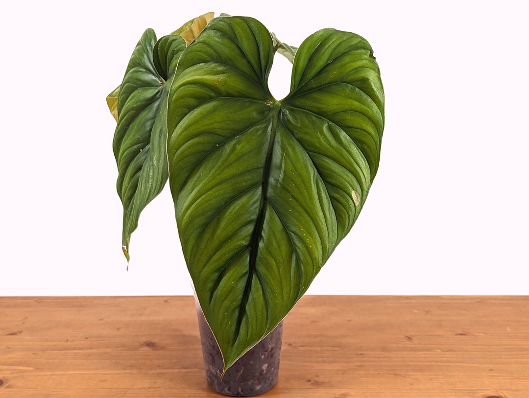 Philodendron Sp Colombia Silver - Etsy