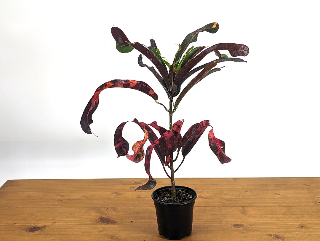Vibrant Croton Jester Houseplant: Assorted 4-inch Pots - Live Tropical ...