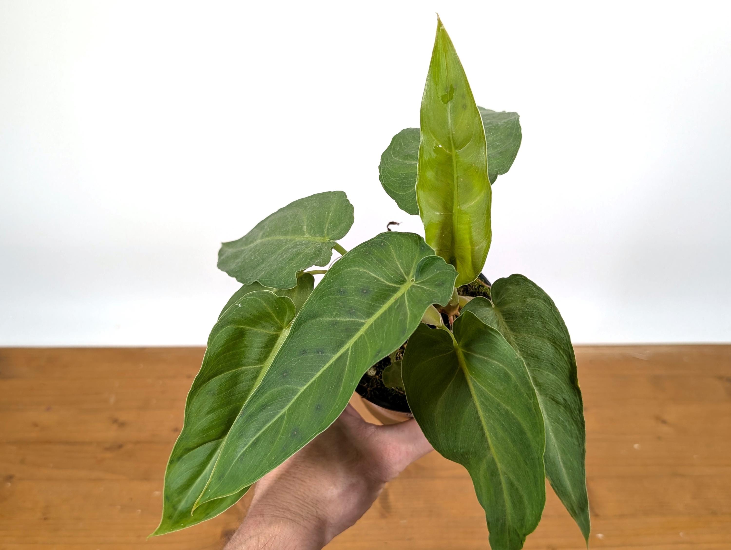 Philodendron Maximum - Live Rare Tropical Houseplant - Etsy