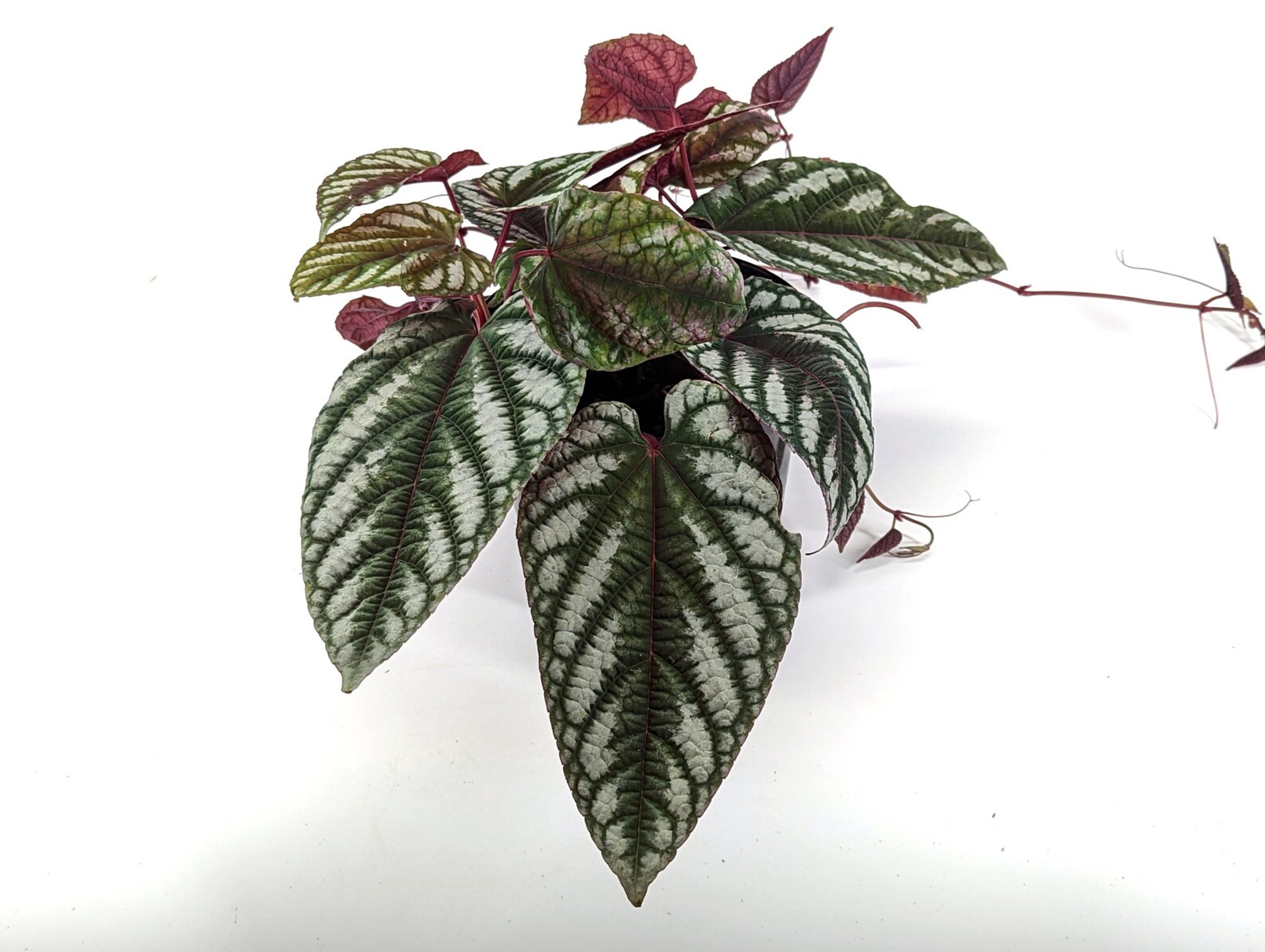 Cissus Discolor Javana Climbing Rex Bogonia - Etsy