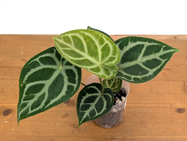 Anthurium Magnificent Silver X Silver Blush - Assorted 4" Pots - Etsy