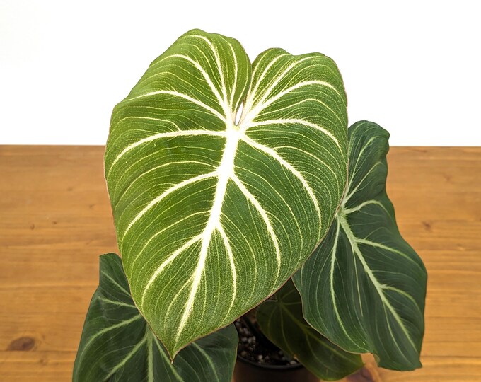 Philodendron Gloriosum Zebra 'white Stripes' - Etsy