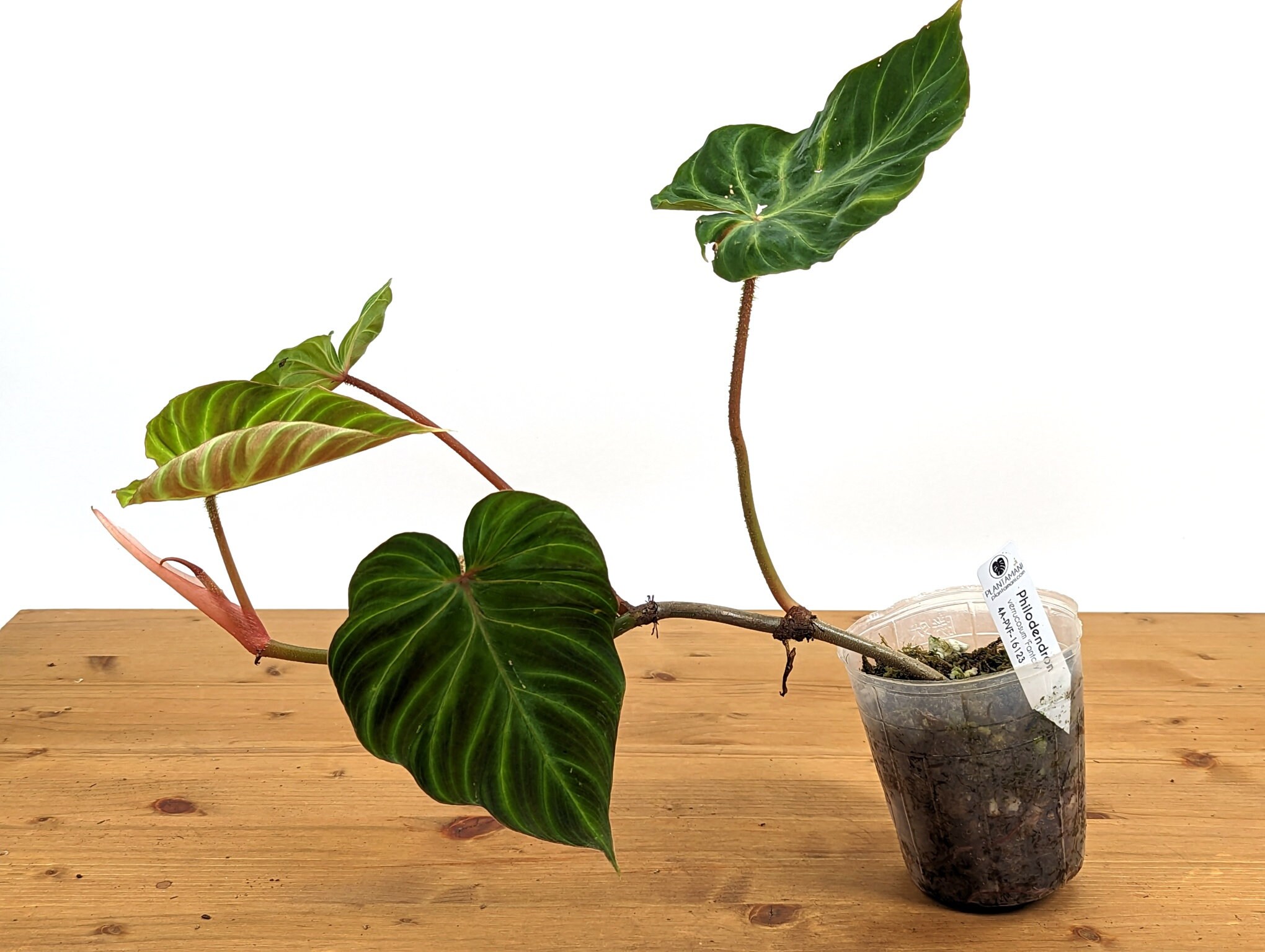 Philodendron Verrucosum FANTASY 4 Inch Pot Exact Specimen - Etsy