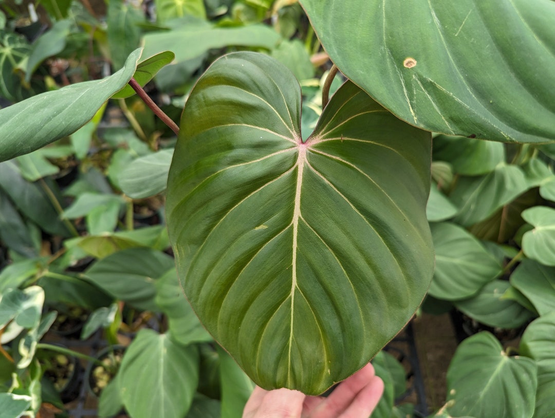 Philodendron Pink Glory P. Gloriosum X P. Lynamii - Etsy