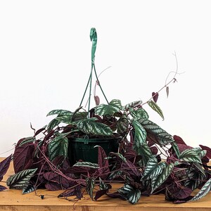 Cissus Discolor Javana Climbing Rex Bogonia 6 Inch or 8 Inch - Etsy