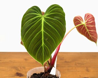 Philodendron El Choco Red Rooted Plant - Etsy