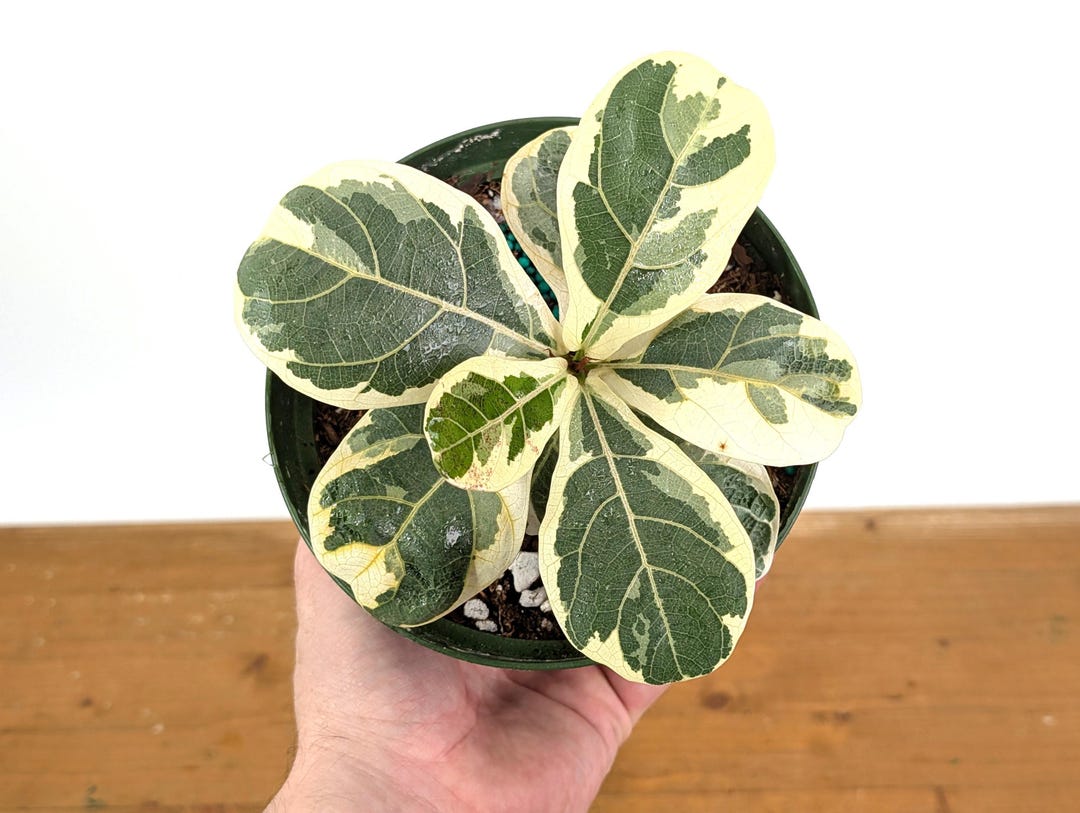 Variegated Fiddle Leaf Fig - Ficus Lyrata Variegated Rubber Tree - Etsy