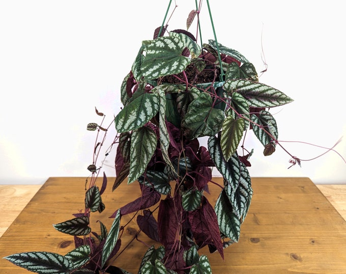 Cissus Discolor Javana Climbing Rex Bogonia 6 Inch or 8 Inch - Etsy