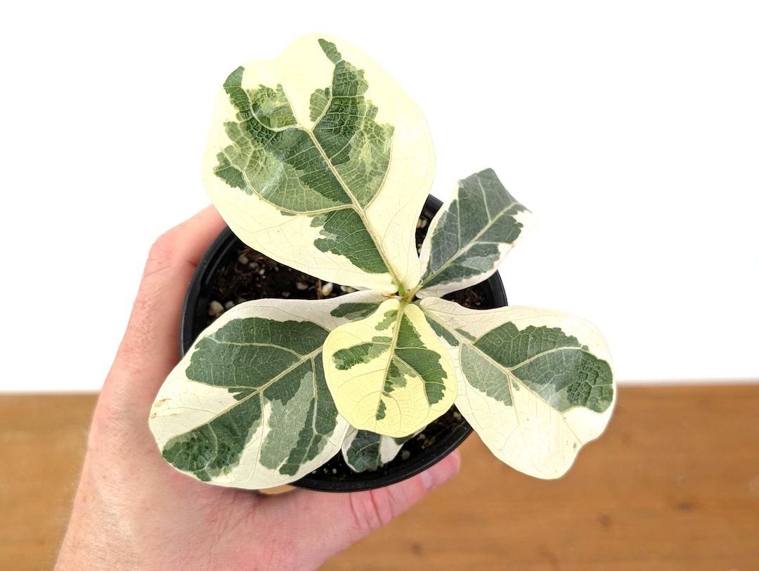 Variegated Fiddle Leaf Fig - Ficus Lyrata Variegated Rubber Tree in 3.5 ...