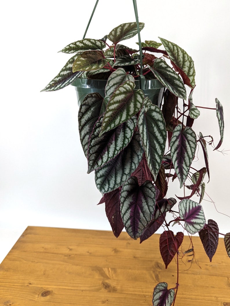 Cissus Discolor Javana Climbing Rex Bogonia - Etsy