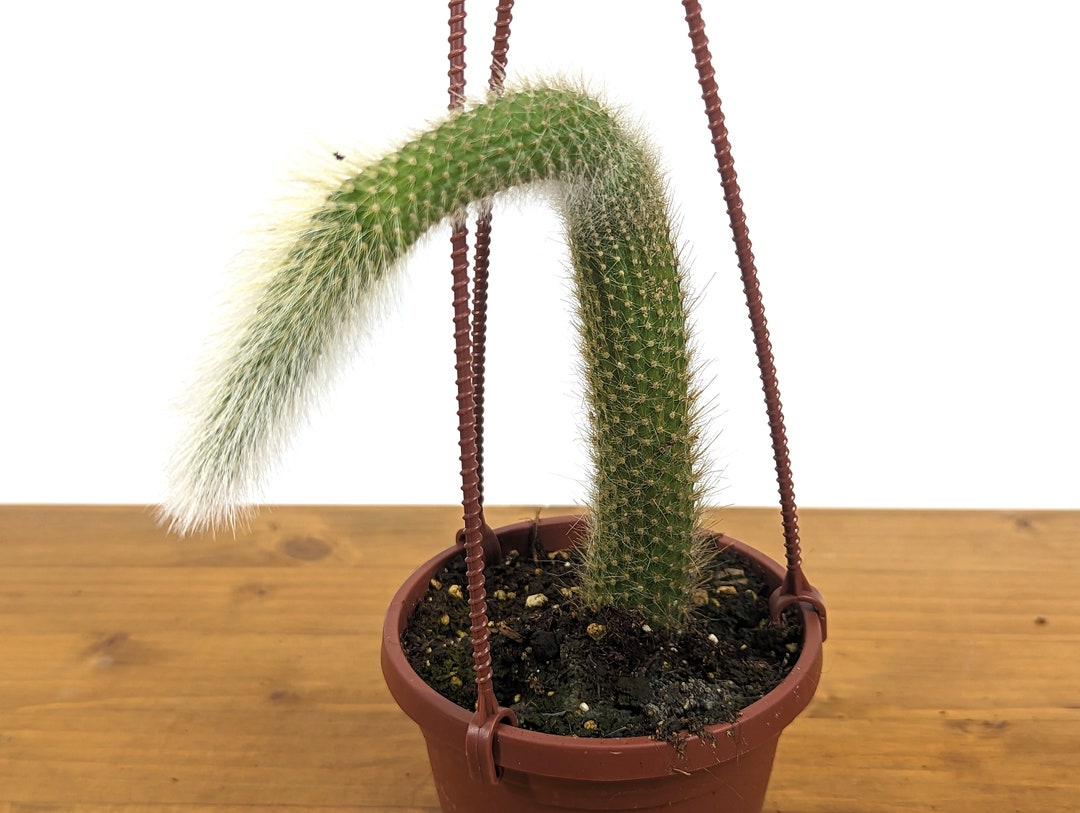 Monkey Tail Cactus - Hildewintera Colademononis - Unique Fuzzy Cactus ...