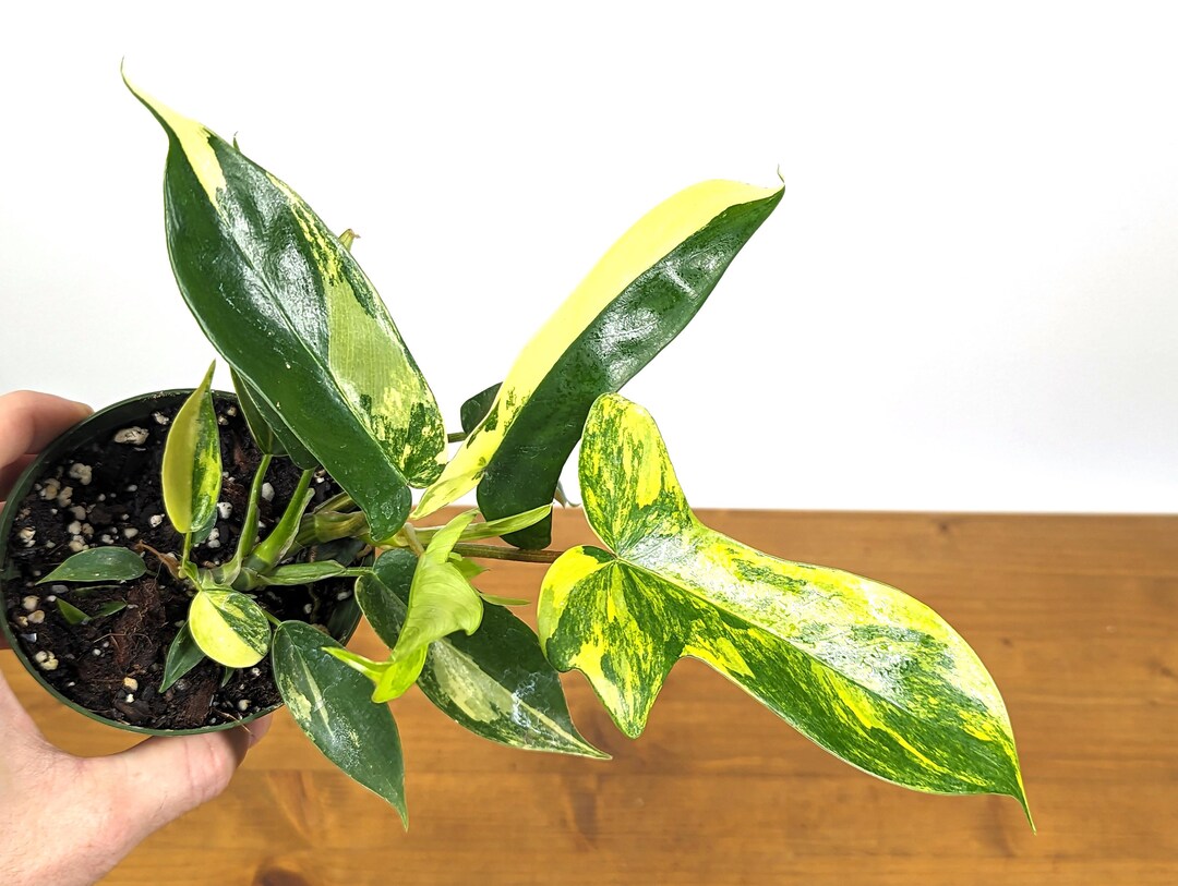 Philodendron Florida Beauty Variegated - Etsy