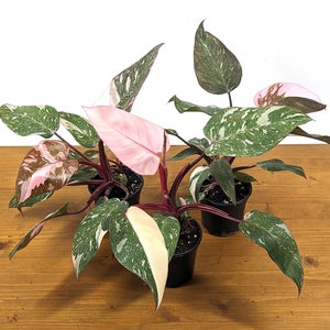 Rare Philodendron Pink Princess Marble Galaxy - Variegated Indoor Plant ...