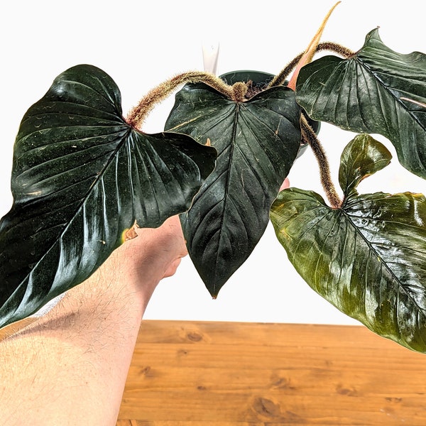Philodendron Squamicaule Blood - Etsy