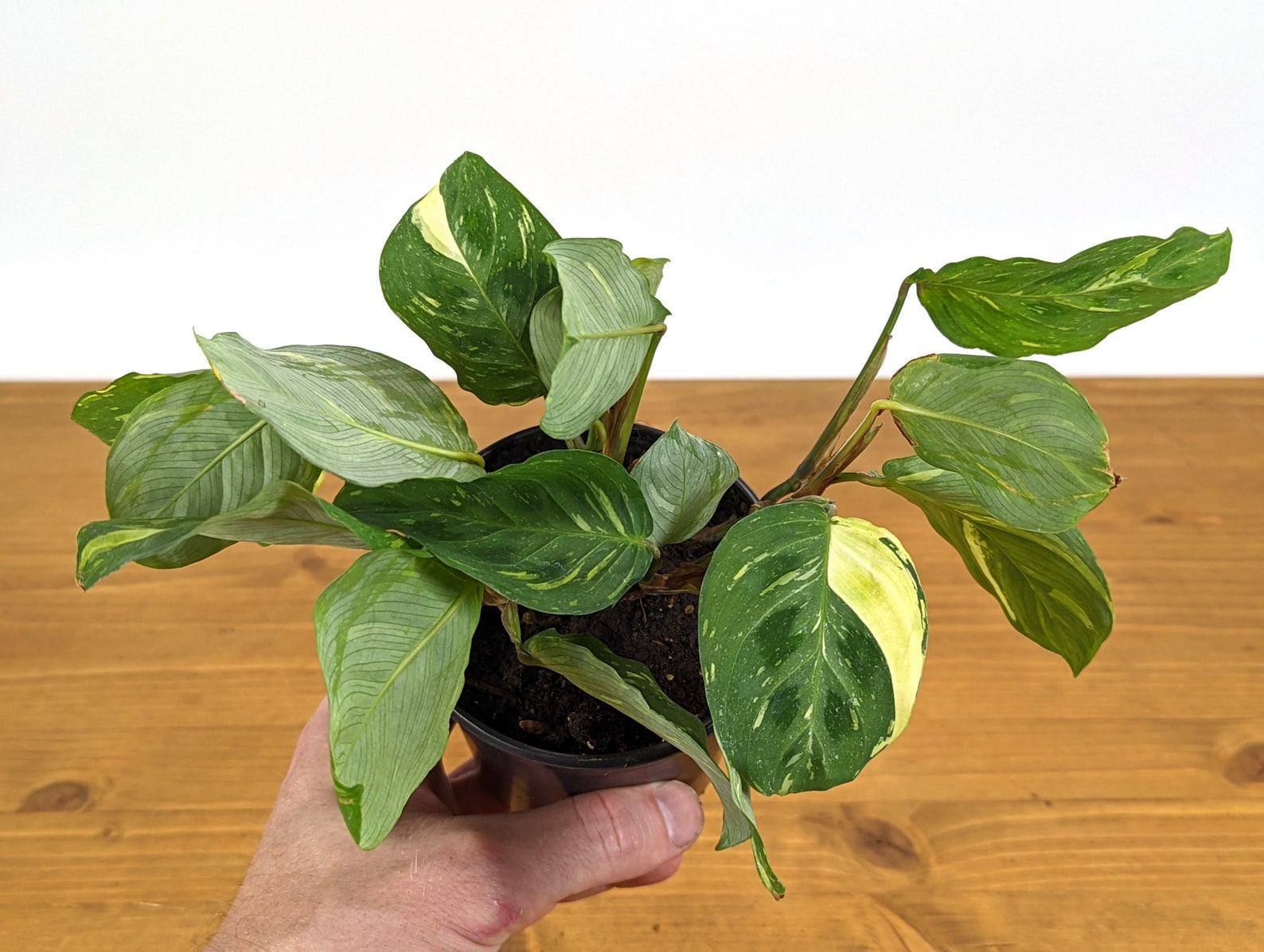 Variegated Maranta Beauty Kim Leuconeura Prayer Plant 4 Inch - Etsy