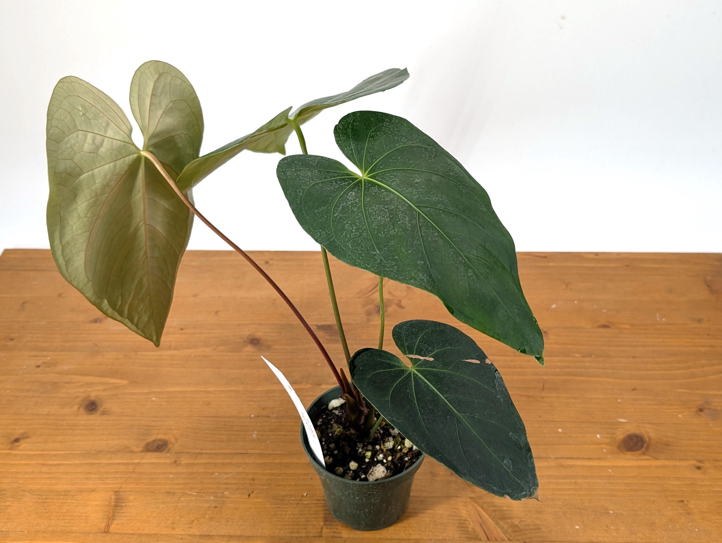 Anthurium Magnificum Verde - in 4 Inch Pot Live Houseplant - Etsy