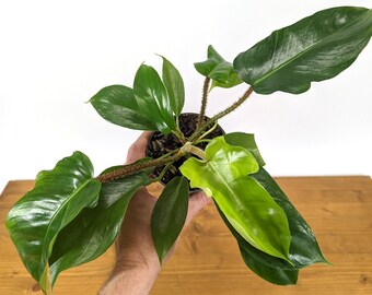 Philodendron Squamiferum - Etsy