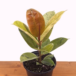 Ficus Shivereana Moonshine Rubber Tree Live Rare House Plant Indoors - Etsy