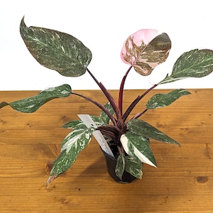 Rare Philodendron Pink Princess Marble Galaxy - Variegated Indoor Plant ...