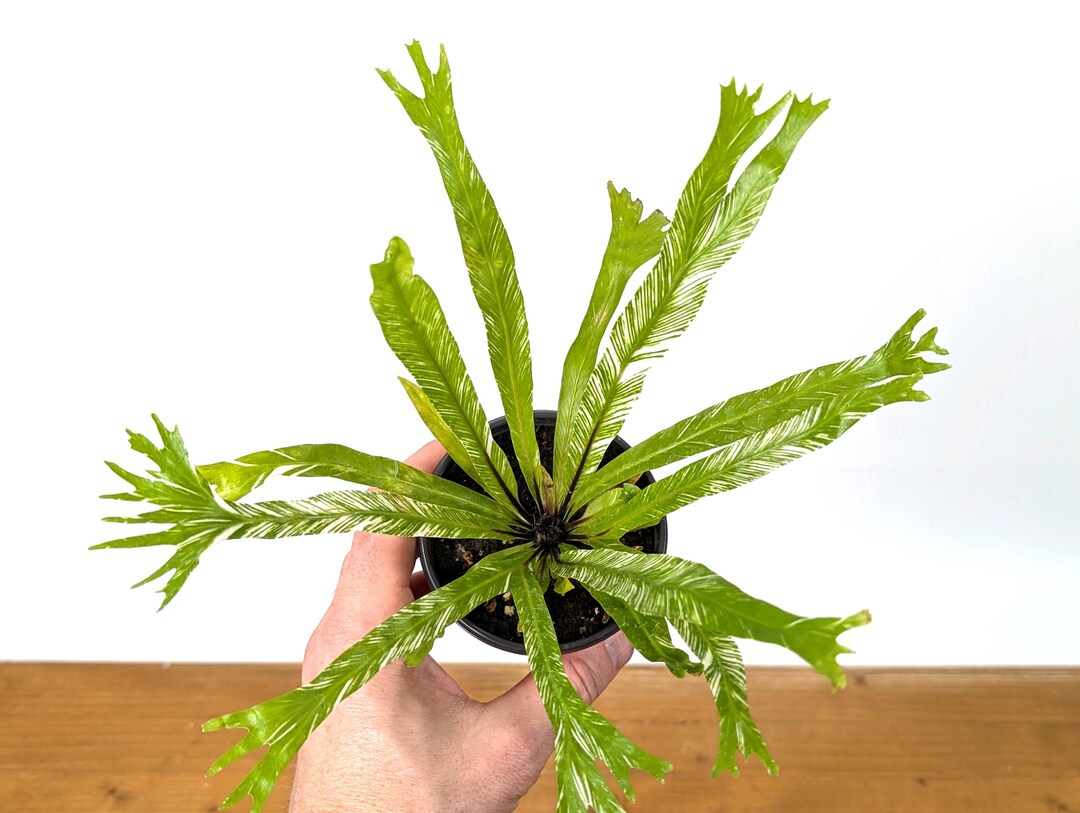Variegated Bird's Nest Fern Asplenium Nidus 3.5 Pot Beautiful Rare ...
