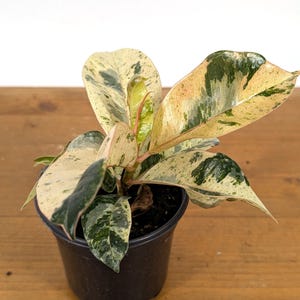 Ficus Shivereana Moonshine Rubber Tree Live Rare House Plant Indoors - Etsy