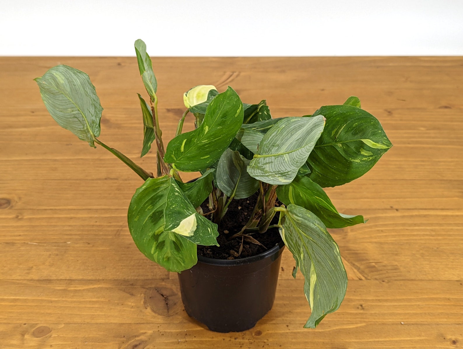 Variegated Maranta Beauty Kim Leuconeura Prayer Plant 4 Inch - Etsy