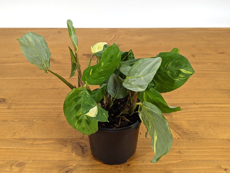 Variegated Maranta Beauty Kim Leuconeura Prayer Plant - Etsy