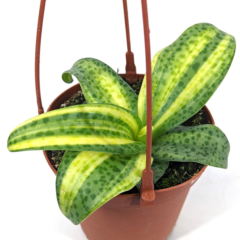 Lily Orchid - Etsy